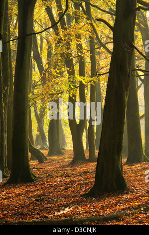 A view of Ashridge Forest in the Autumn UK Stock Photo - Alamy