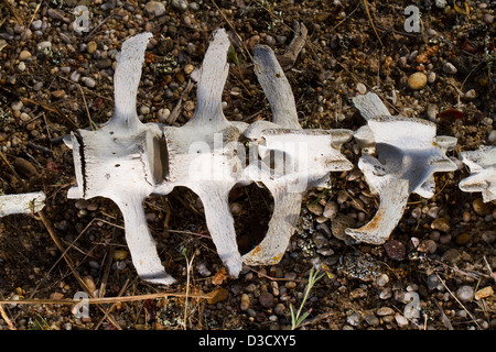 back bones of sheep Stock Photo - Alamy