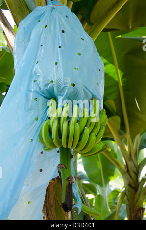 Guatemala, Department of Izabal, Quirigua. Banana plantation Stock ...