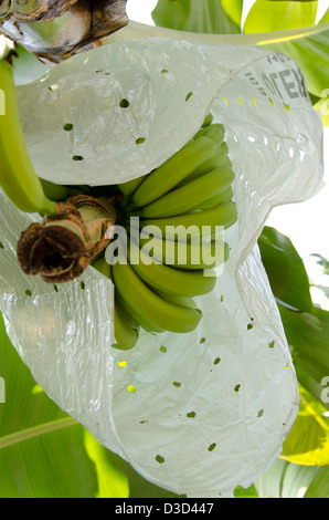 Guatemala, Department of Izabal, Quirigua. Banana plantation Stock ...