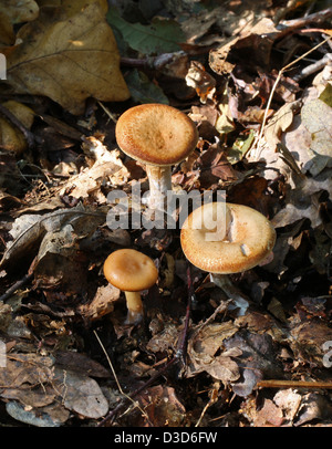 Yellowdrop Milkcap (Lactarius chrysorrheus) Fungi Stock Photo - Alamy