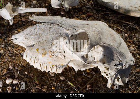Close view of the jaw with teeth of a sheep on the ground Stock Photo ...