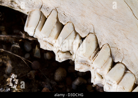 Close view of the jaw with teeth of a sheep on the ground Stock Photo ...