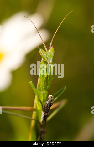 European dwarf mantis (Ameles spallanzania Stock Photo - Alamy