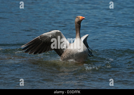Greylag goose Anser anser, adult bathing, Slimbridge, Gloucestershire ...