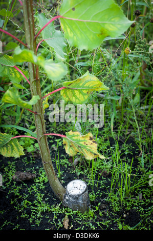 Phöben, Germany, on a short rotation poplar plantation Stock Photo - Alamy