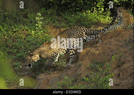 Charging Leopard in Yala national park, Sri Lanka Stock Photo - Alamy