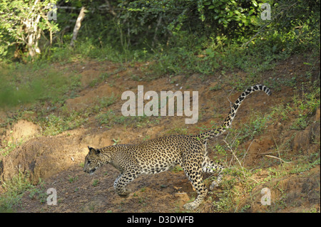 Charging Leopard in Yala national park, Sri Lanka Stock Photo - Alamy