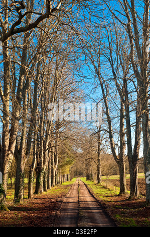 Tree Lined Drive Stock Photo - Alamy