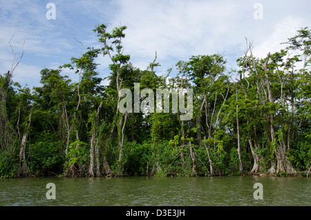 Belize, District of Toledo, Monkey River. Riverside tropical forest ...