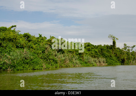 Belize, District of Toledo, Monkey River. Riverside tropical forest ...