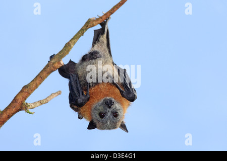 Grey-headed flying fox Pteropus poliocephalus Fruit Bat yawn mouth ...