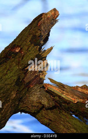 Wood splinters broken tree trunk split in half from bad weather. Nature ...