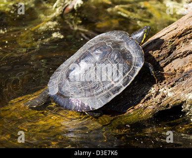 Alabama red bellied turtle Stock Photo - Alamy