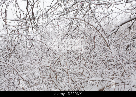 tangle of brambles Stock Photo: 53030070 - Alamy