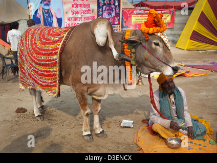 Sacred cow, Maha Kumbh Mela, Prayagraj, Uttar Pradesh, India. Hindu ...