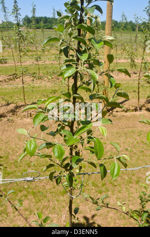 New tall spindle apple trees with root stock in nursery Stock Photo - Alamy