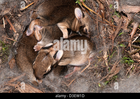 Nest of the eastern cottontail rabbit, Sylvilagus floridanus with ...