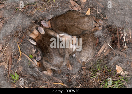 Nest of the eastern cottontail rabbit, Sylvilagus floridanus with ...