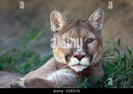 A mountain lion (Puma concolor) laying under an overhang in a zoo Stock ...