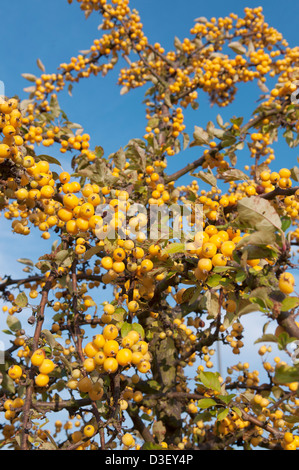 MALUS BUTTERBALL. CRAB APPLE TREE IN AUTUMN Stock Photo - Alamy