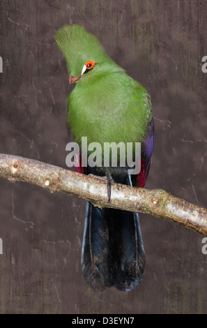 Buffon's Turaco (persa buffoni Stock Photo - Alamy