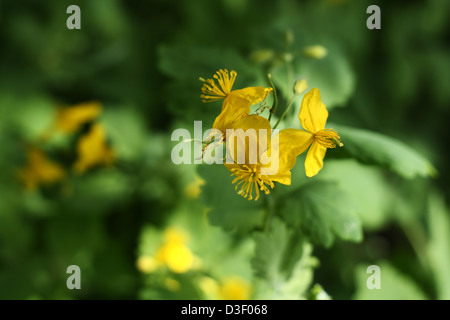 Celandine is a plant with yellow flowers and green leaves. Medicinal ...