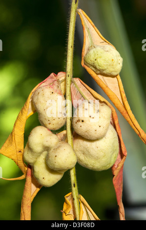 Sumac aphid gall (Melaphis rhois Stock Photo - Alamy