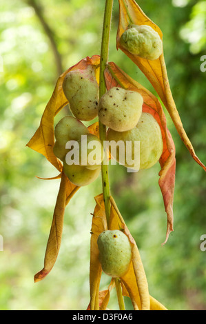 Sumac aphid gall (Melaphis rhois Stock Photo - Alamy
