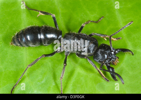 Matabele Ant (Pachycondyla analis Stock Photo - Alamy
