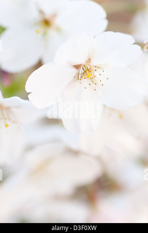 Yoshino cherry (Prunus x yedoensis) flowers blossoming on the branch of ...