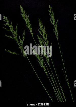 Kentucky bluegrass, Poa pratensis Stock Photo - Alamy