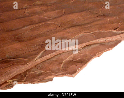 Grand Canyon Fossil Ripples in Shale FOSSIL - RIPPLE MARKS IN SHALE ...
