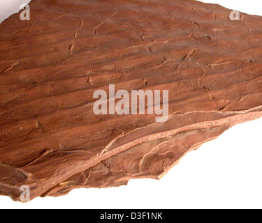 Grand Canyon Fossil Ripples in Shale FOSSIL - RIPPLE MARKS IN SHALE ...