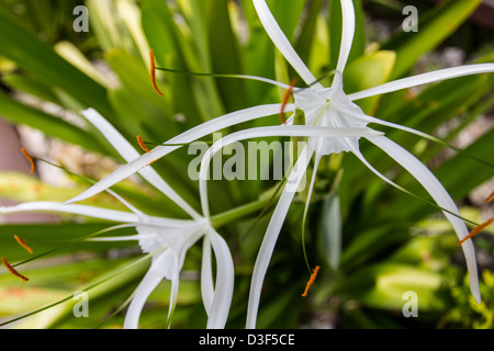 Hymenocallis caribaea, caribbean spider-lily, unique style white flower ...