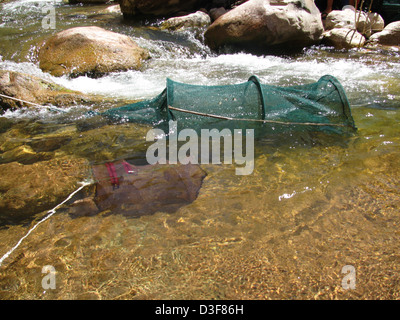 The Humpback Chub, a species of fish, was successfully translocated to ...