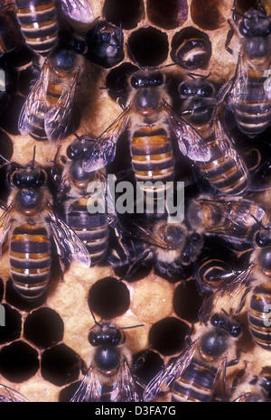 Asian honeybee, Apis cerana, worker bees on comb Stock Photo - Alamy