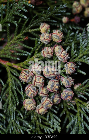 Cedar, Chamaecyparis, berries Stock Photo - Alamy