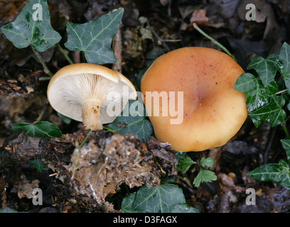 Mild Milkcap (Lactarius subdulcis Stock Photo - Alamy