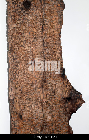 Acorn woodpecker food storage area in a dead tree Stock Photo - Alamy