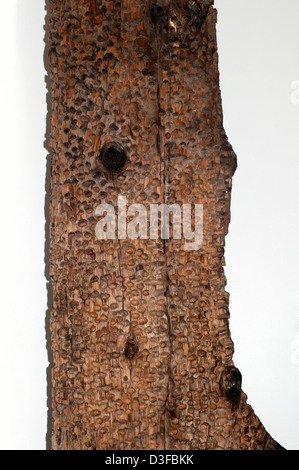 Acorn woodpecker food storage area in a dead tree Stock Photo - Alamy