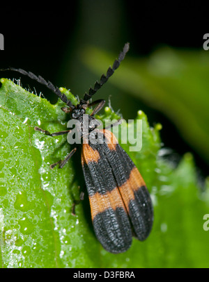 net-winged beetle, Calopteron reticulatum Stock Photo - Alamy
