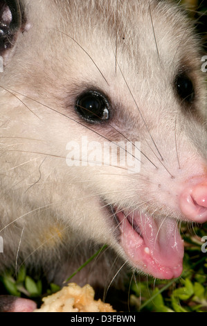 Young male Virginia opossum, Didelphis virginiana Stock Photo - Alamy