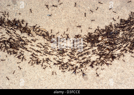 African driver ants Stock Photo - Alamy