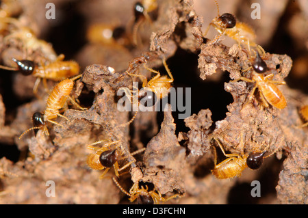 Nasutitermes corniger, a species of arboreal termite Stock Photo - Alamy