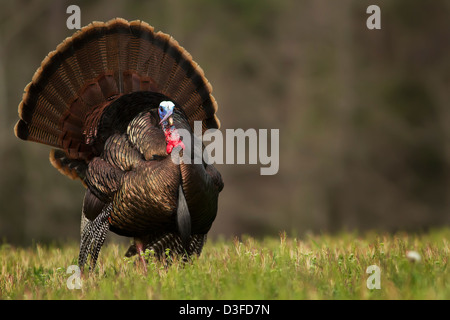 A wild tom turkey strutting in a field Stock Photo - Alamy