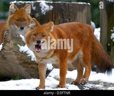 Dhole, Endangered Species Stock Photo - Alamy