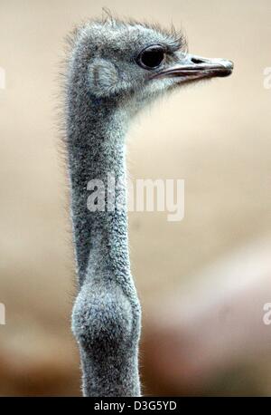 Stomach of Ostrich Stock Photo - Alamy