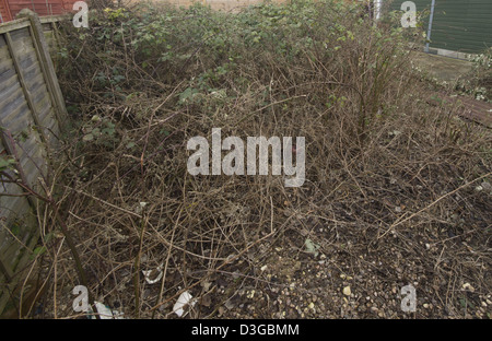 Garden overgrown with brambles Stock Photo - Alamy