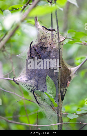 . The eastern tent caterpillar. Eastern tent caterpillar; Trees. Figure ...